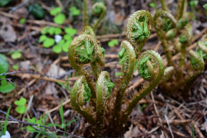 Spring Plants in the Forest Rise from the Ground Stock Photo - Image of ...