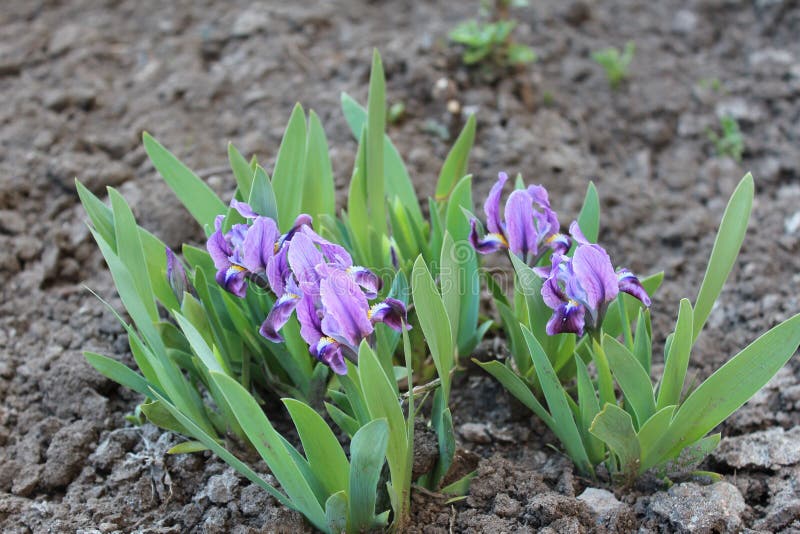 Spring plants stock photo. Image of garden, nature, agriculture - 52717940