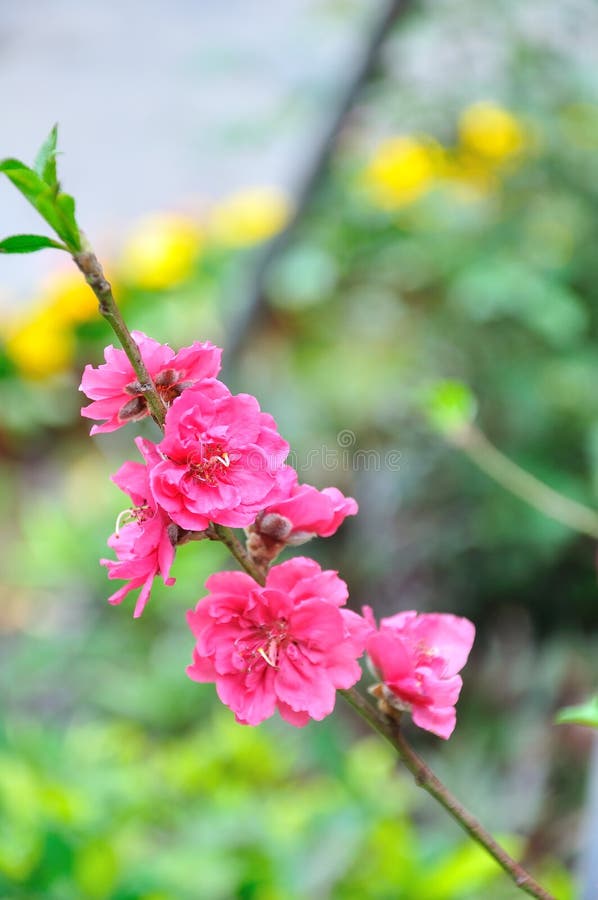 Spring Plum Blossom Branches Flower Stock Photo - Image of farm ...
