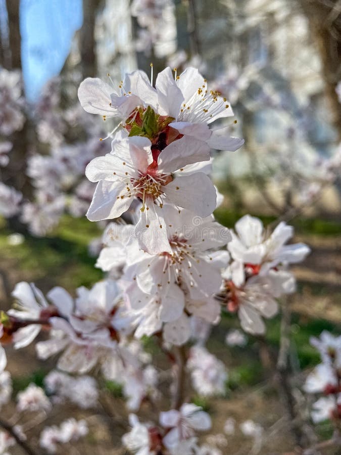 Spring plum blossoms stock photo. Image of street, cherry - 245273770