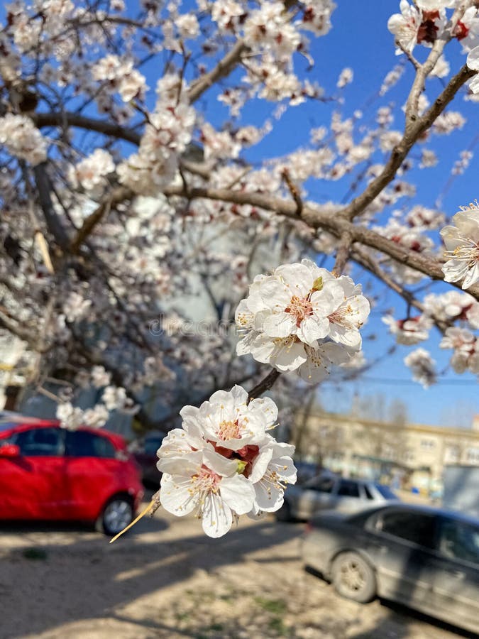 Spring plum blossoms stock image. Image of blossom, garden - 245273777