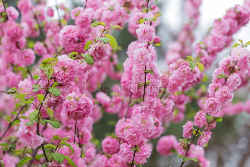 Double Plum Elm in Spring Bloom Stock Photo - Image of east, beautiful ...