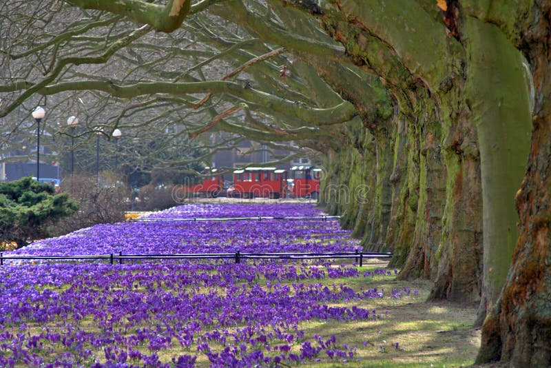 Spring in Poland stock photo. Image of flowers, spring - 24102006