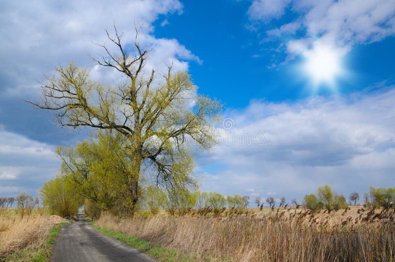 Spring in Poland stock image. Image of flower, grass - 24529873