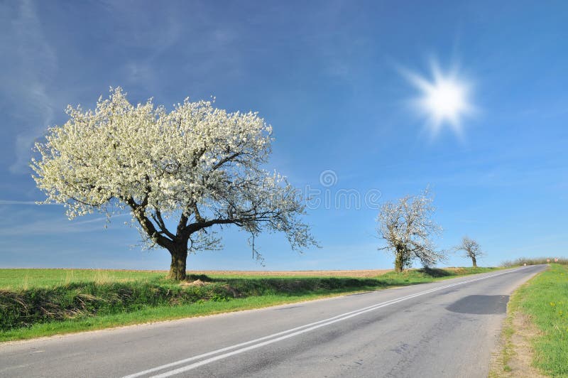 Spring in Poland stock image. Image of flower, grass - 24529873