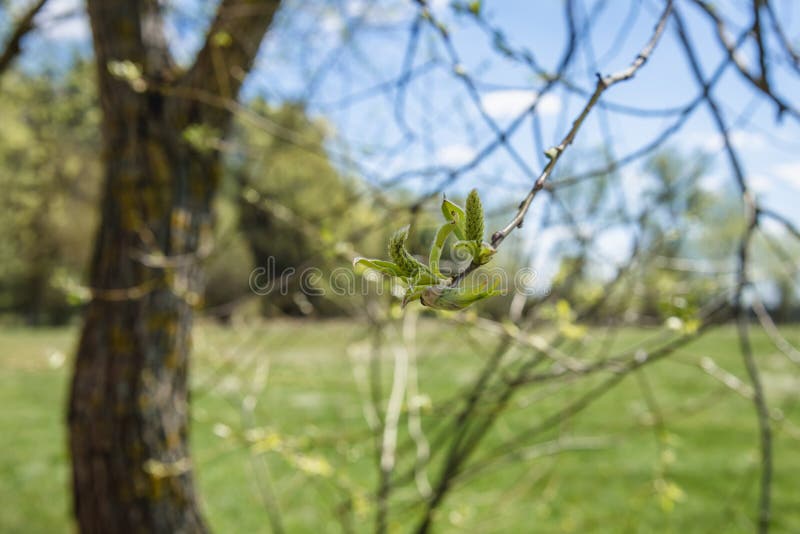 Spring in Poland stock photo. Image of flora, botanical - 191891828