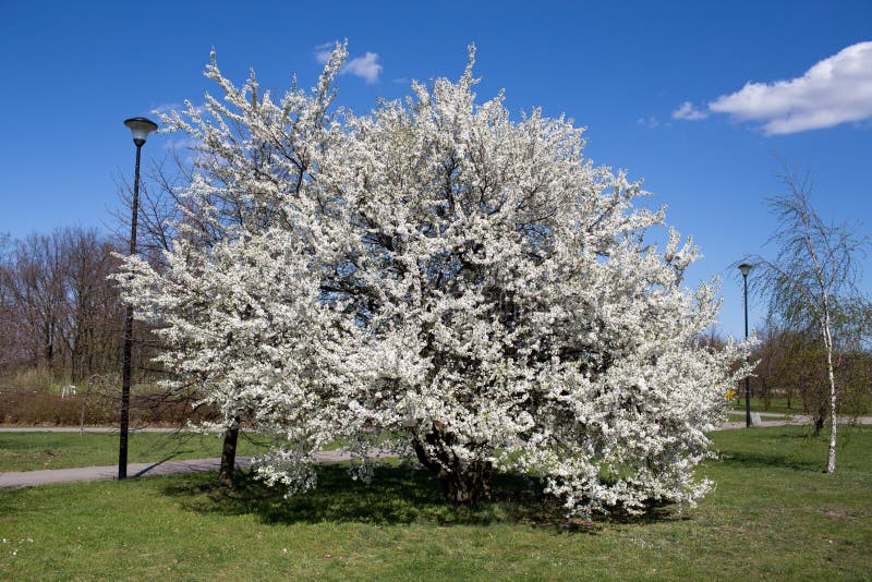 Spring in Poland. stock photo. Image of abstract, outdoor - 30995978