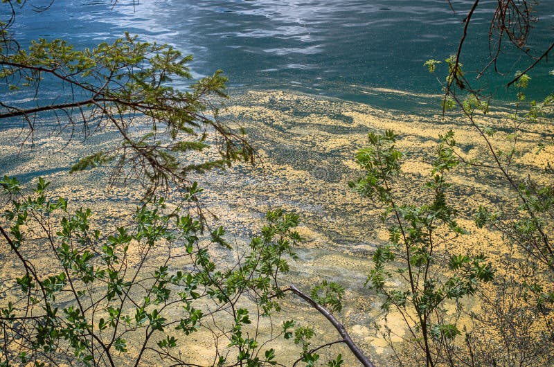 Spring Pollen Cluster in a Water Stock Photo - Image of antihistamine ...