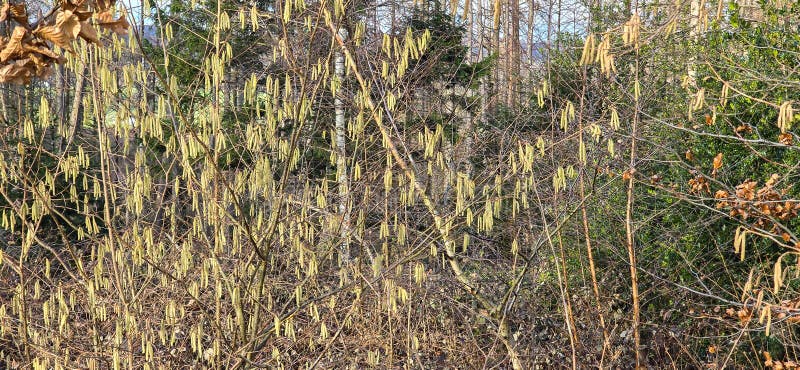 Spring Pollen Flight, Pollen Allergy Background Banner Panorama ...