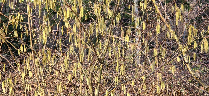 Spring Pollen Flight, Pollen Allergy Background Banner Panorama ...