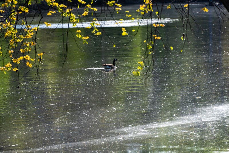 183 Pollen Floating Air Stock Photos - Free & Royalty-Free Stock Photos ...