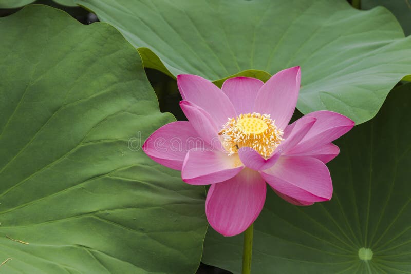Blooming lotus stock photo. Image of petal, plant, pontic - 133311650