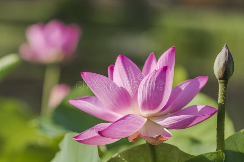 Blooming lotus stock photo. Image of spring, clear, green - 133311338