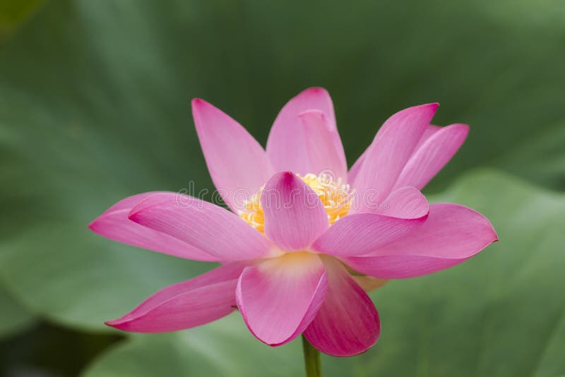 Blooming lotus stock photo. Image of daytime, spring - 133312464