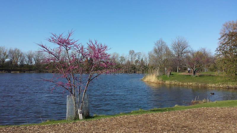 Spring pond in Illinois stock image. Image of trees - 139873981