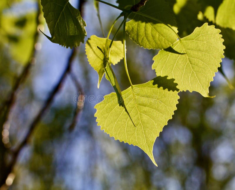 Spring Poplar Leaves Detail Stock Photo - Image of design, leaf: 119998860