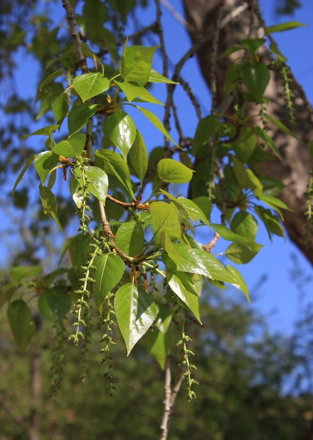Spring. Poplar Twig with Catkins Stock Photo - Image of branch, april ...