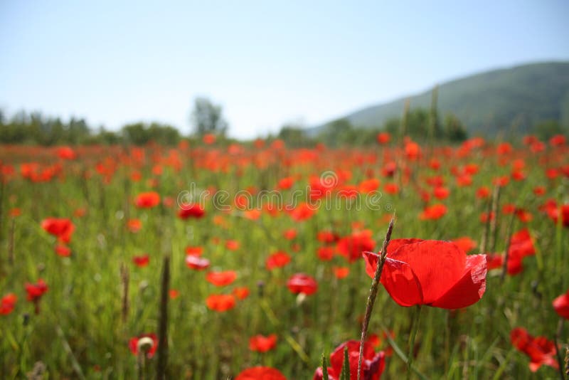 Spring of poppies stock photo. Image of pienza, hill - 27405746