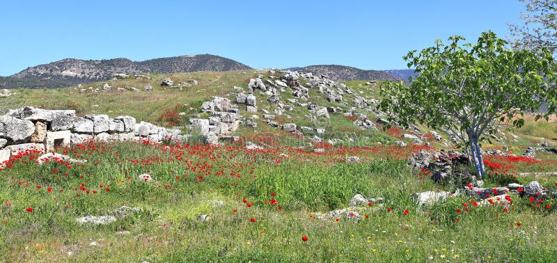 Pamukkale, Turkey in the Spring Stock Photo - Image of tree, poppies ...