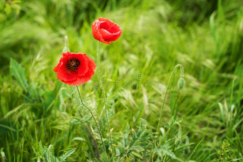 Spring poppies stock photo. Image of meadow, natural - 71066448