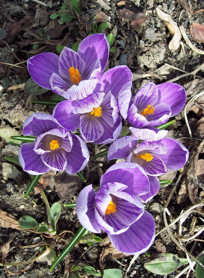 Spring is popping up stock image. Image of bouquet, garden - 38931235