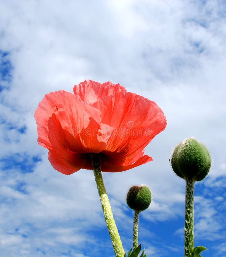 Spring Poppy stock image. Image of stem, petal, bloom - 5358953