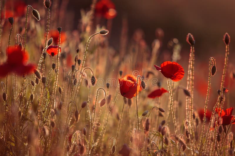 Spring Poppy Flowers stock image. Image of blossom, poppy - 50206203