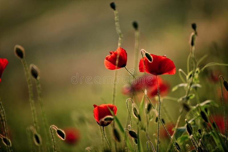 Spring Poppy Flowers stock image. Image of papaver, field - 49377245