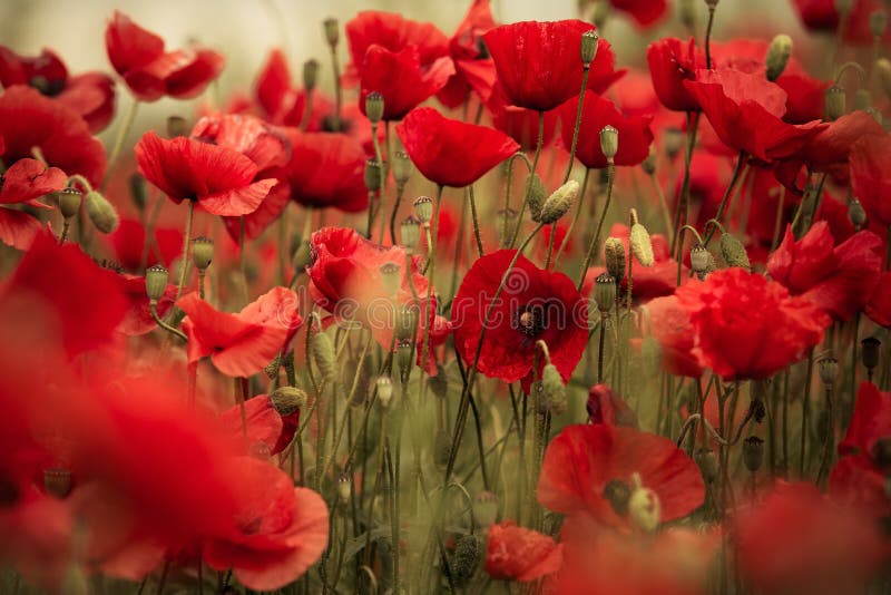 Spring Poppy Flowers stock image. Image of meadow, papaver - 49377261
