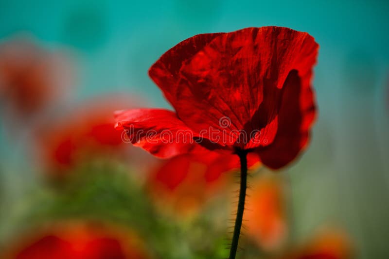 Spring Poppy Flowers stock image. Image of weed, corn - 49377349