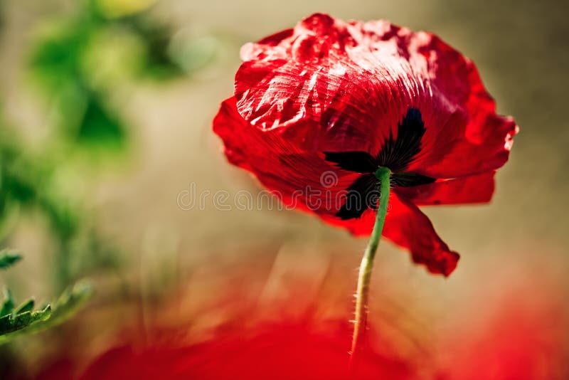 Spring Poppy Flowers stock image. Image of pasture, meadow - 55673405