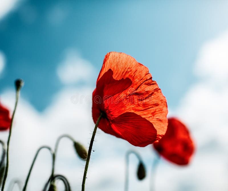 Spring Poppy Flowers stock photo. Image of corn, spring - 55673774