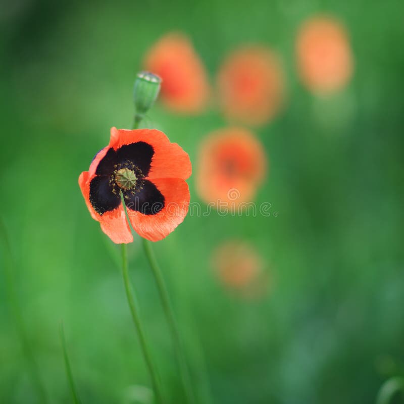 Spring poppy stock photo. Image of countryside, flora - 59332980