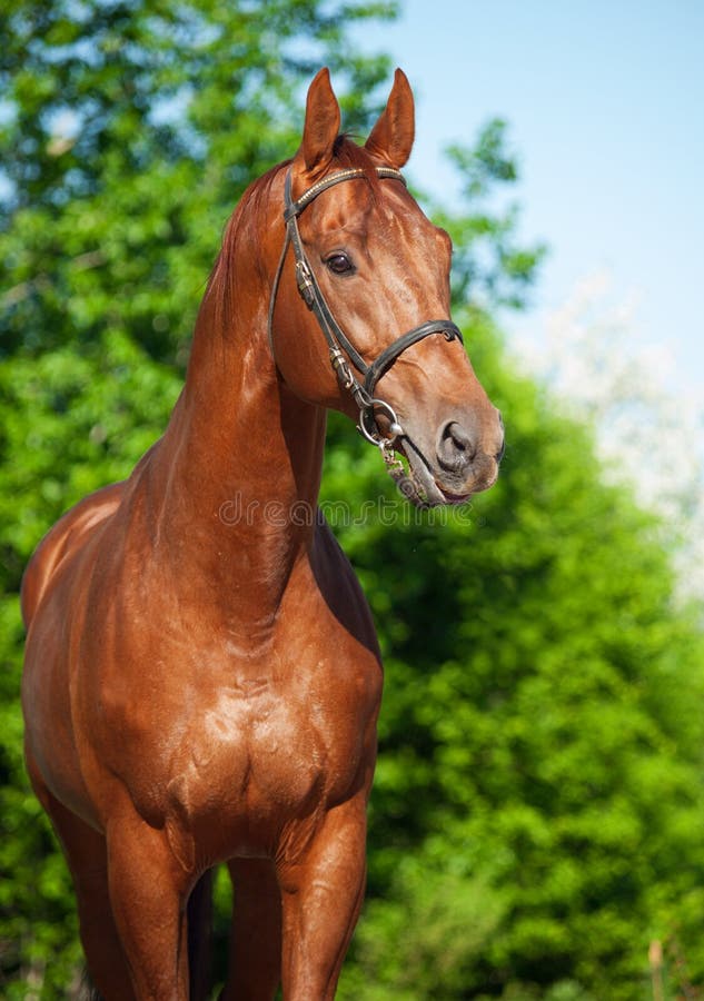 Chestnut Trakehner Horse Stallion Portrait Stock Image - Image of ...