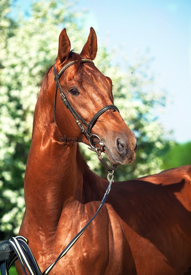 Chestnut Trakehner Horse Stallion Portrait Stock Image - Image of ...