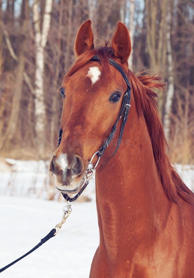 Spring Portrait of Cute Young Red Horse Stock Photo - Image of gelding ...