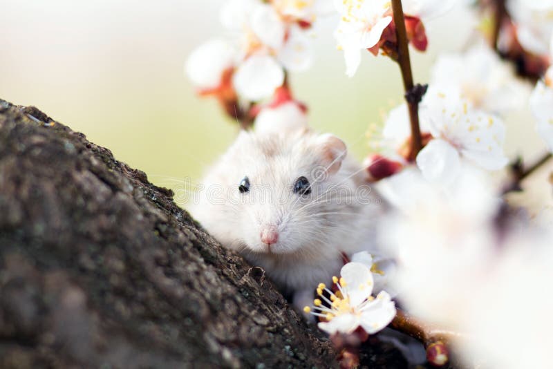 Hamster on a Tree among Flowering Branches Stock Image - Image of ...