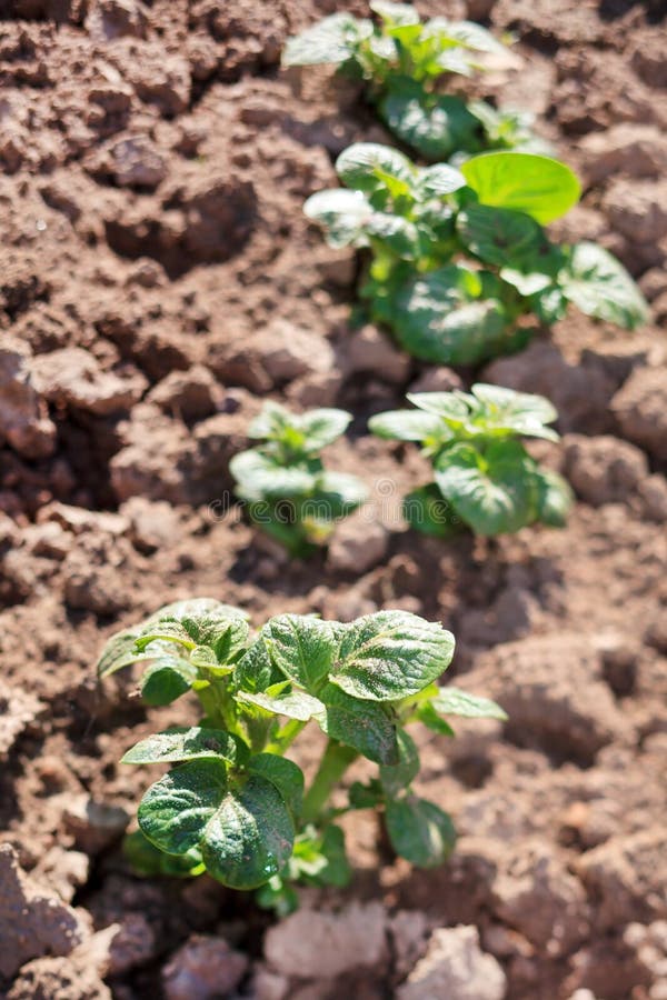 Potato stock image. Image of garden, field, macro, agriculture - 30962937