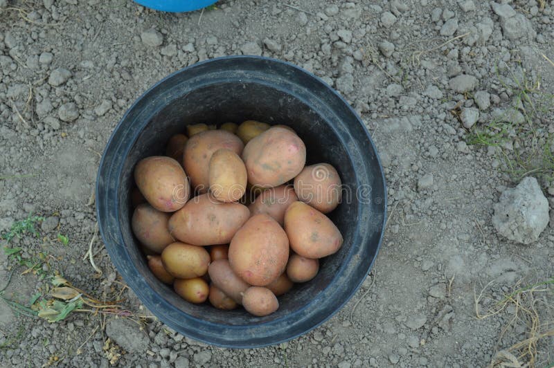 Spring Potato Harvest in the Garden Stock Photo - Image of potato ...