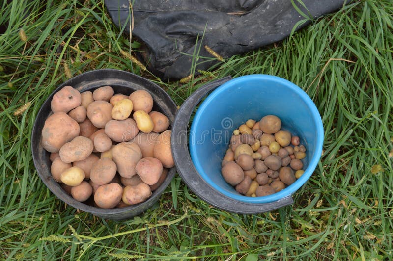 Spring Potato Radish Salad with Garlic Dip Stock Image - Image of ...