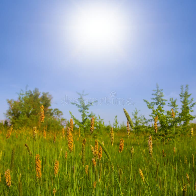Spring Prairie with Grass Under a Sparkle Sun Stock Photo - Image of ...