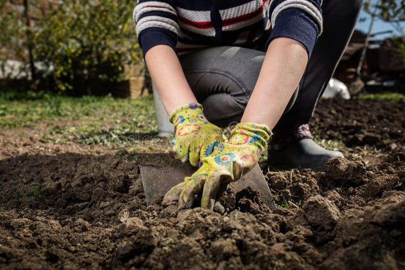 Spring Preparation for Planting Harvest Stock Photo - Image of activity ...
