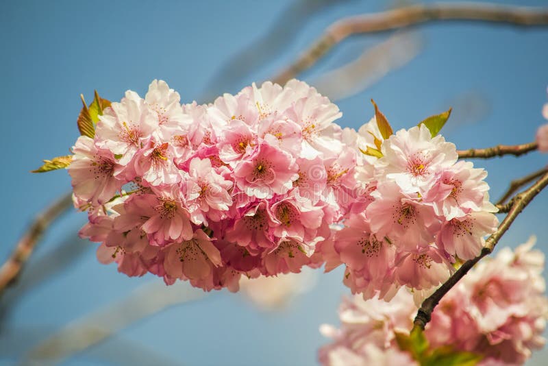 Pretty pink spring flowers stock image. Image of pink - 70837515