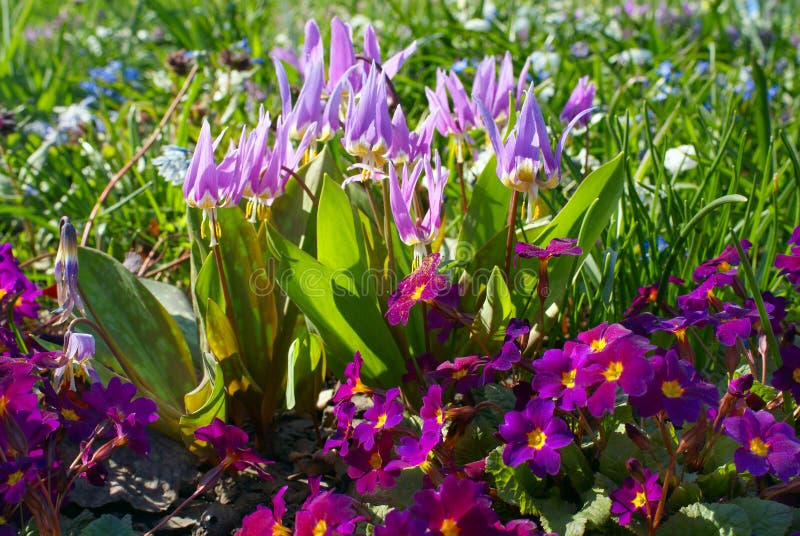 Spring Primrose Flower Field Stock Image - Image of bloom, detail ...