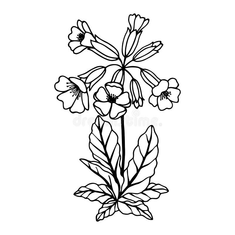 Primrose Outline Stock Illustrations – 412 Primrose Outline Stock ...