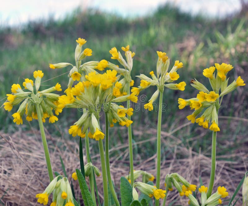 In Spring, Primrose (Primula Veris) Blooms in Nature Stock Photo ...