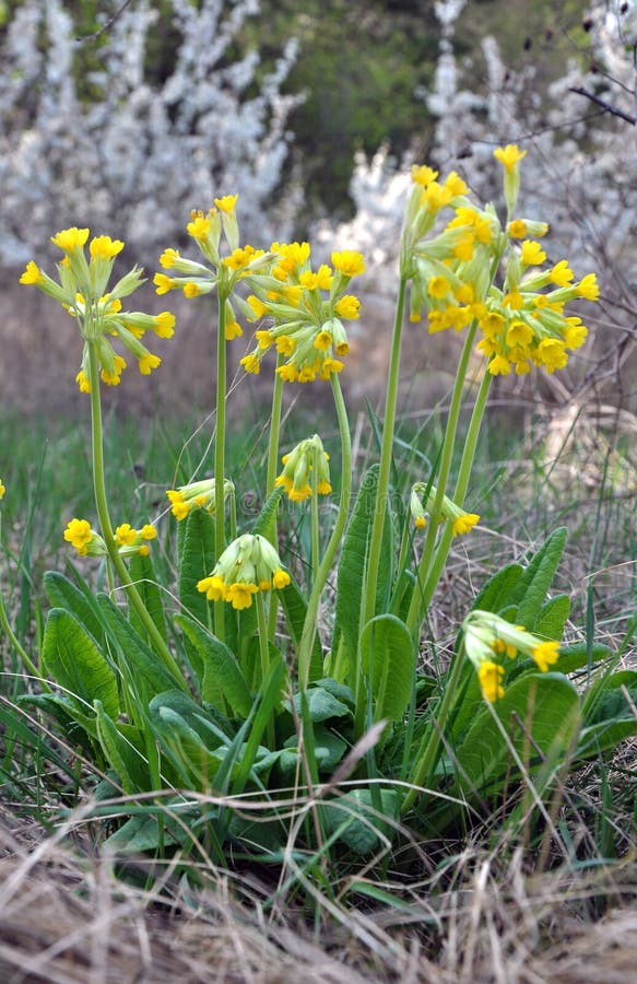 In Spring, Primrose (Primula Veris) Blooms in Nature Stock Image ...