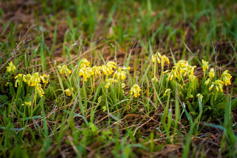 Spring Primrose Primula Veris on Field in Spring Stock Photo - Image of ...