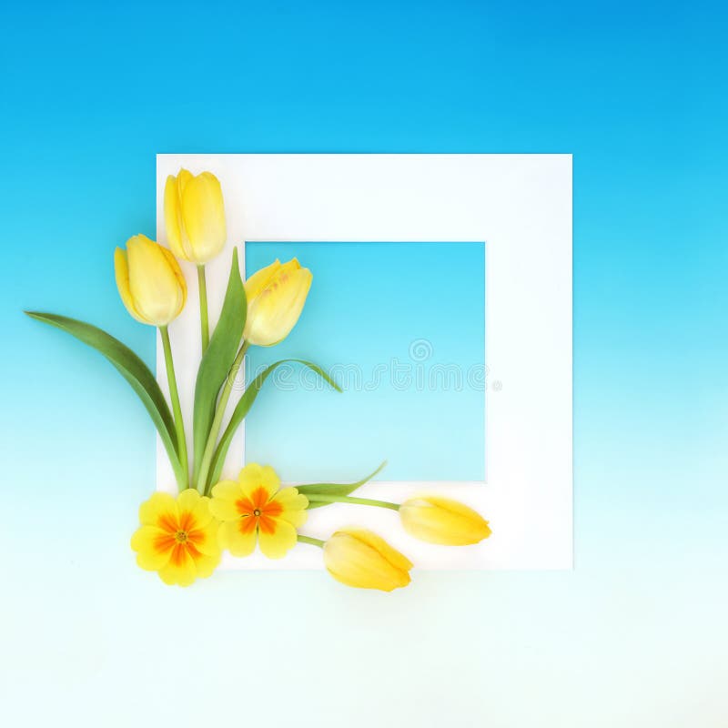 Spring Primrose and Tulip Flowers Background Frame Stock Photo - Image ...