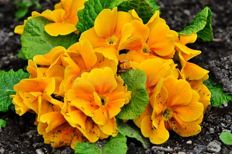 Spring primrose stock photo. Image of colorful, bouquet - 92276724